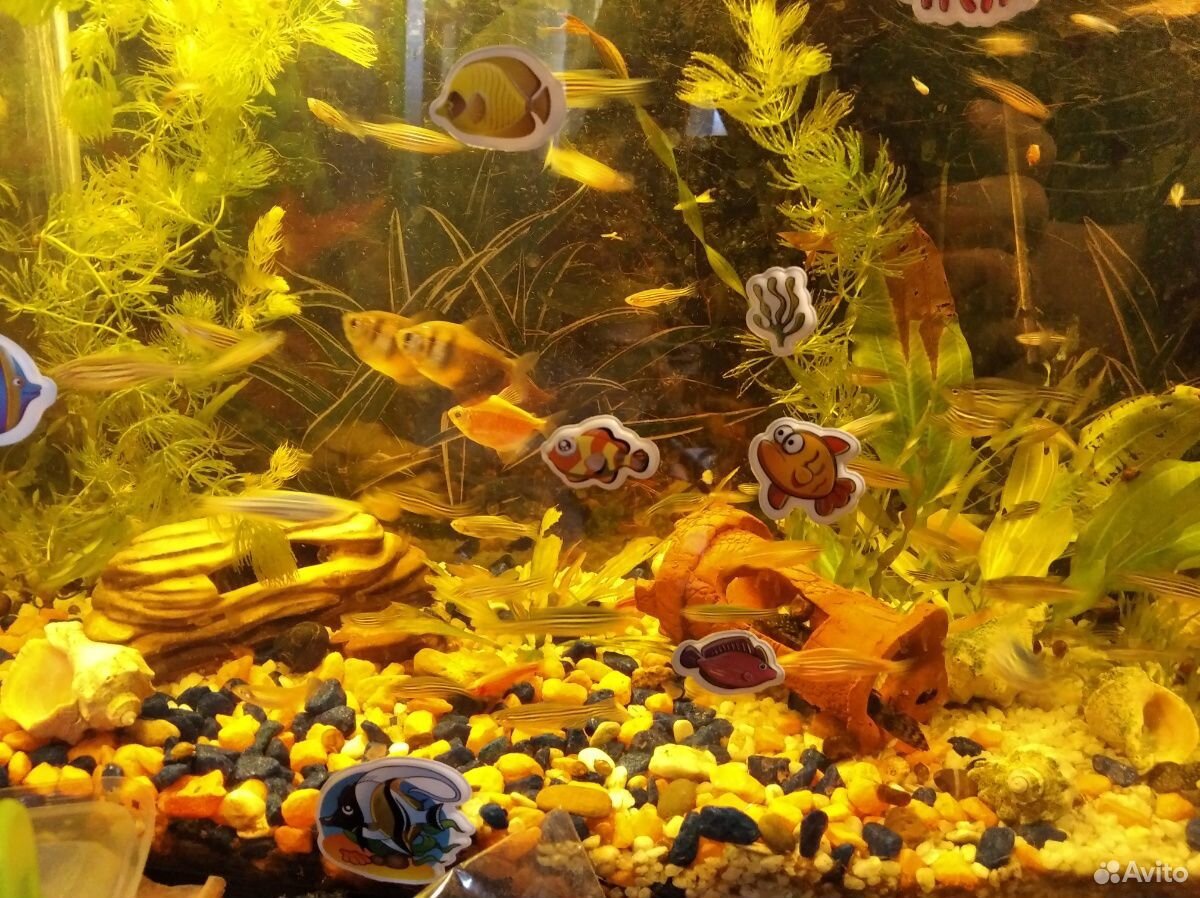 Данио-рерио