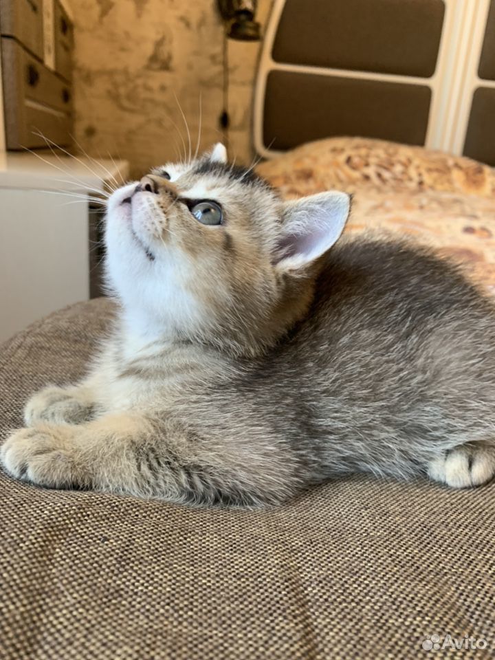 Шотландский котёнок золотой