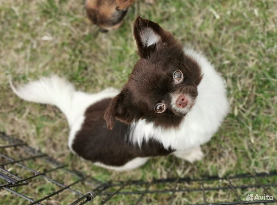 Девочка и мальчики чихуахуа щенки/подростки/взросл