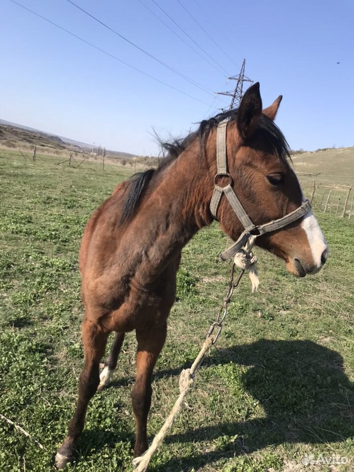 Молодая кобыла