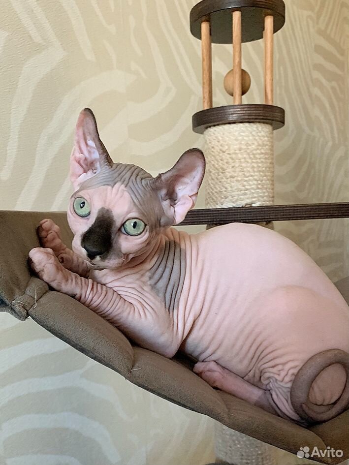 Канадский сфинкс, Эльф, девочка