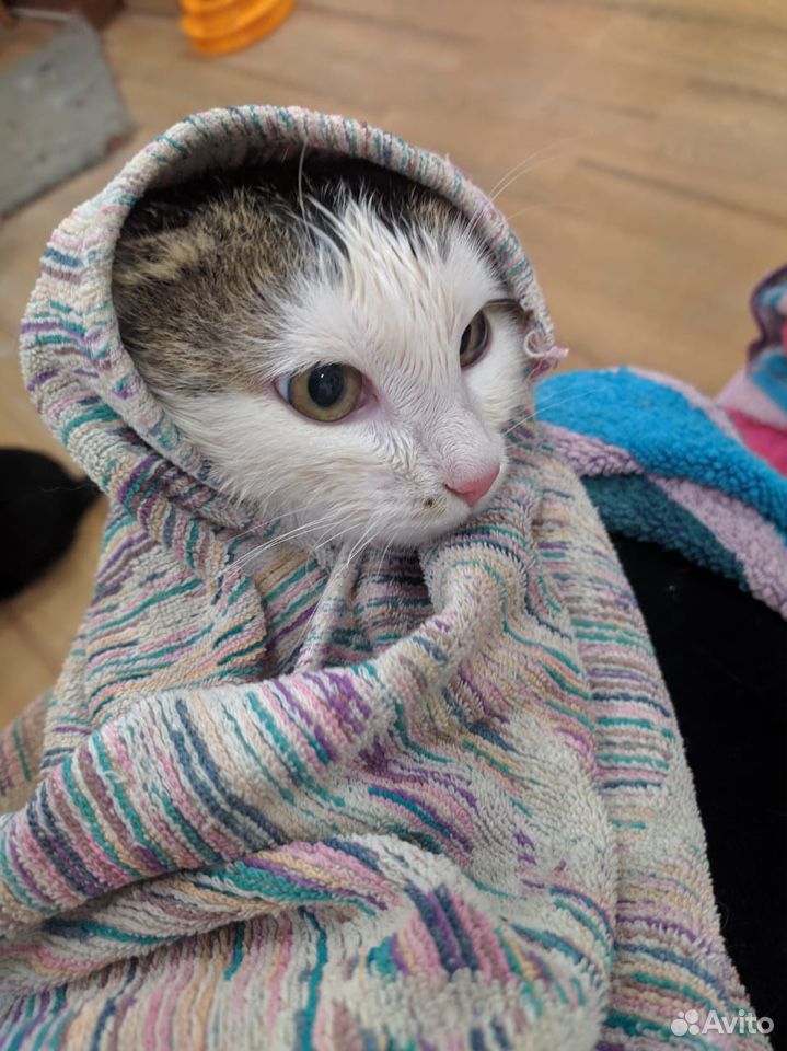 Котик в добрые руки