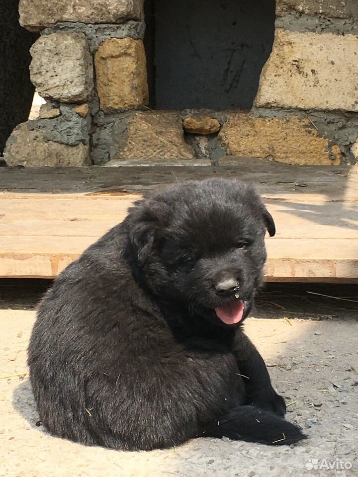 Помесь ротвейлера