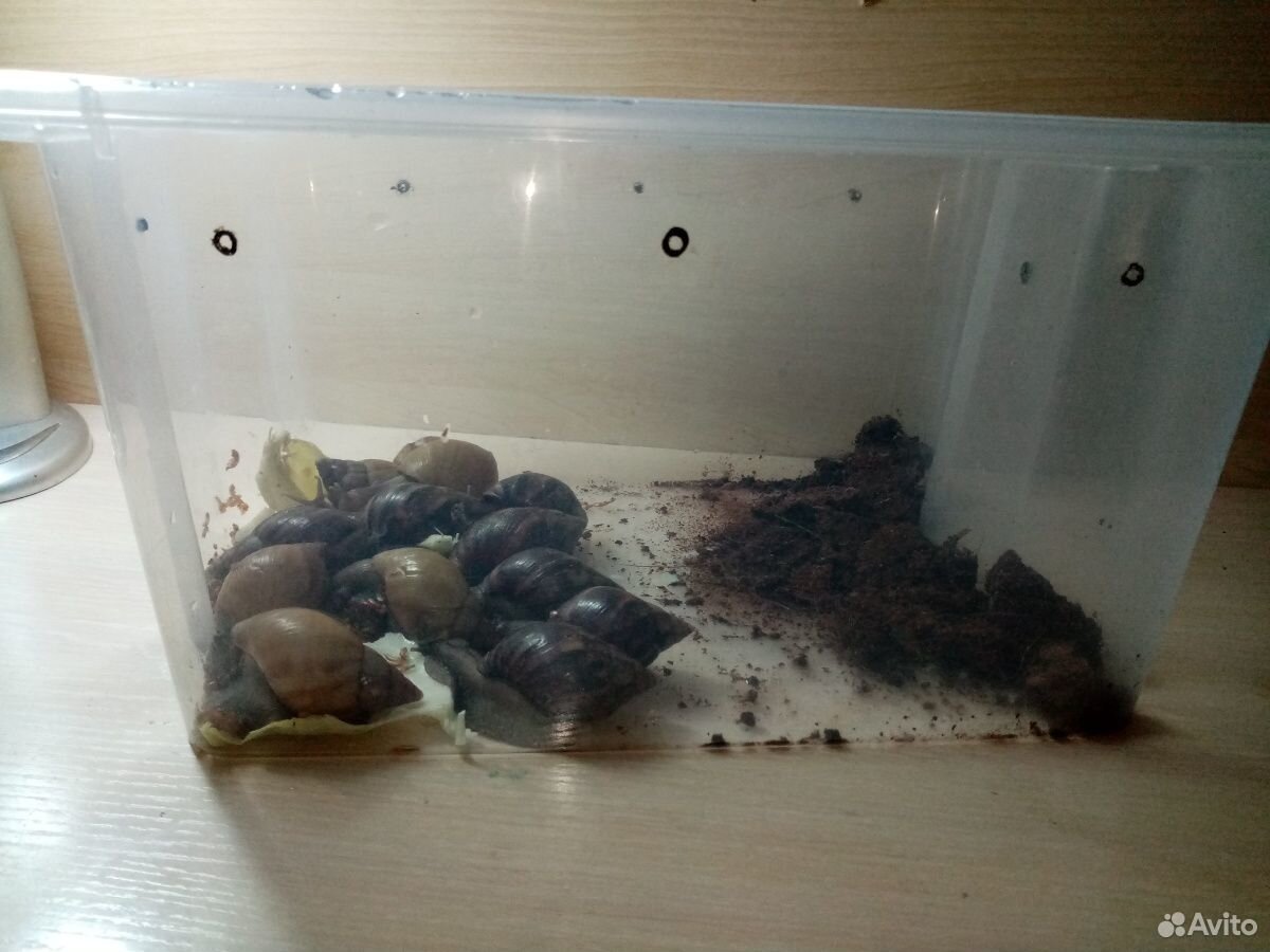 Улитки-Ахатины