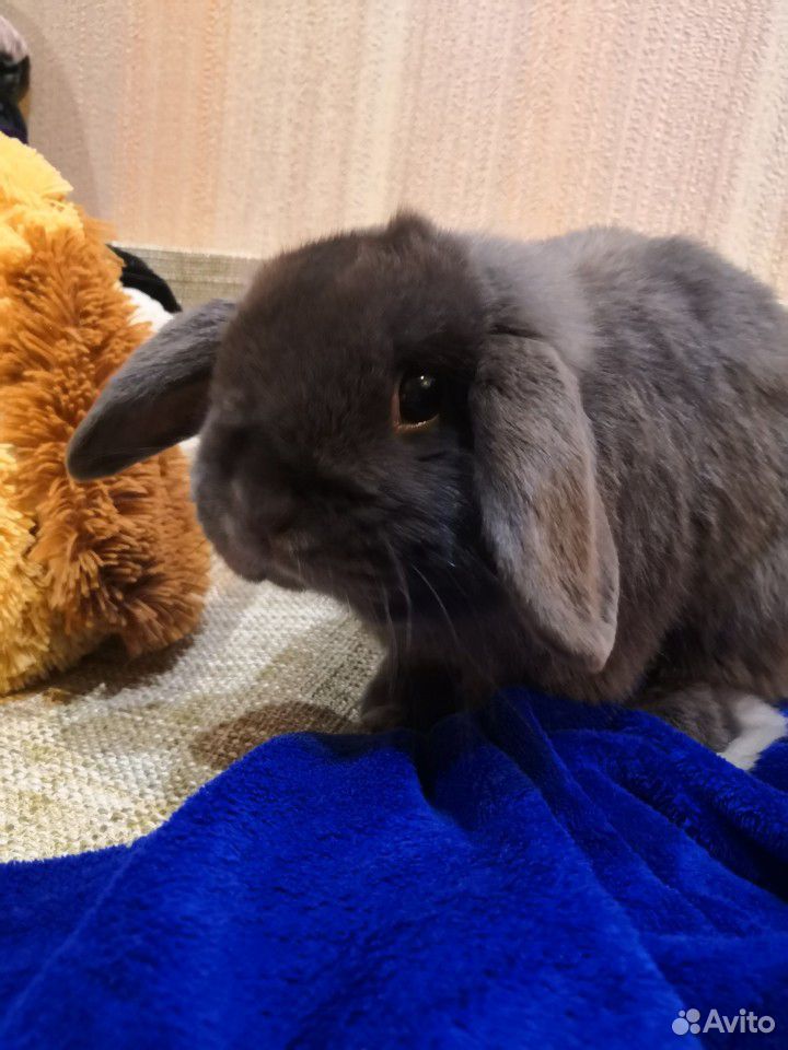 Кролик вислоухий вязка