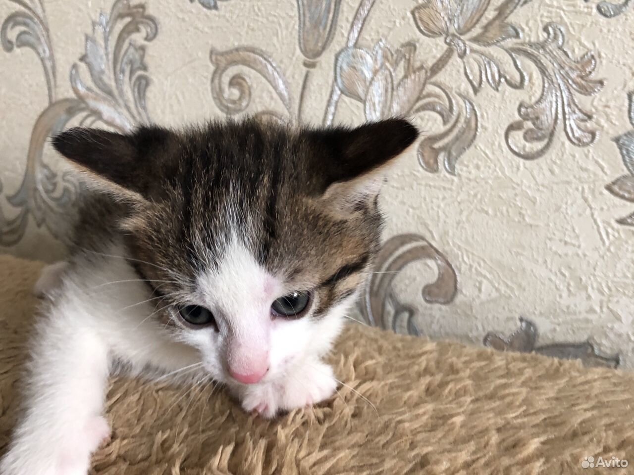 Кот