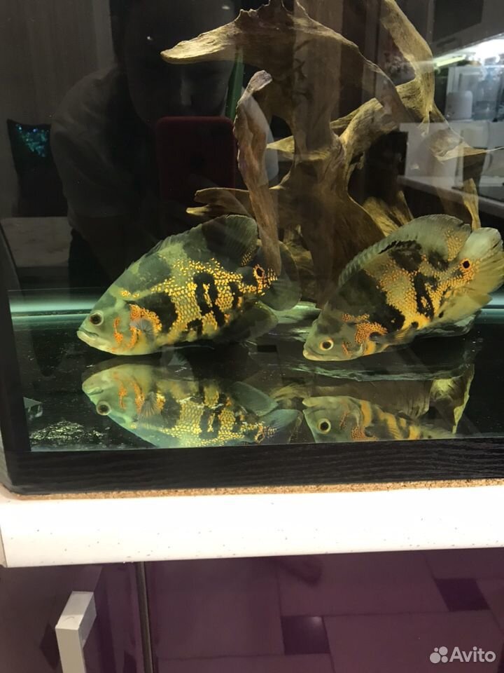 Астронотус