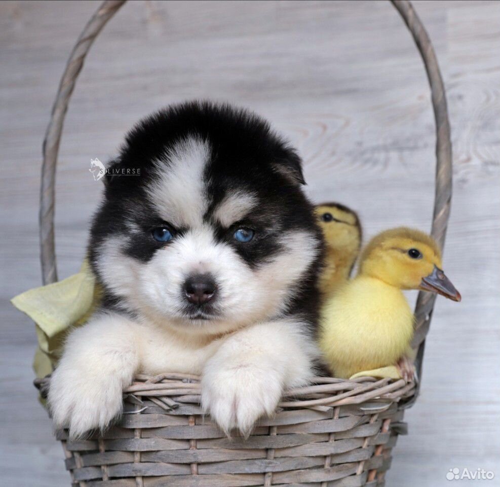 Помски (мини хаски)