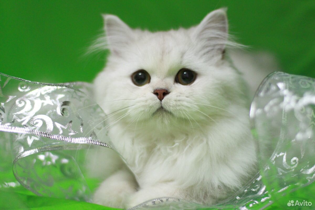 Красотка-чемпион