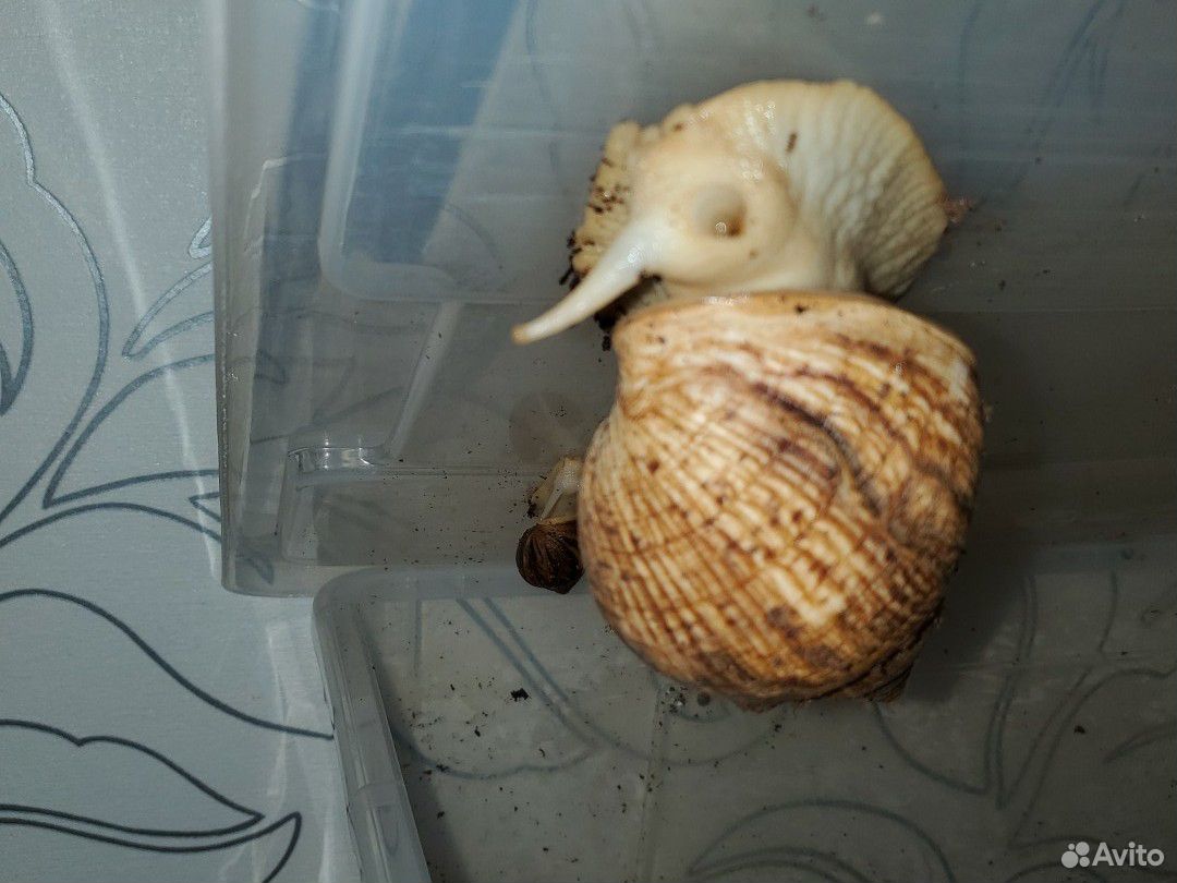 Улитки Ахитины 4 штуки