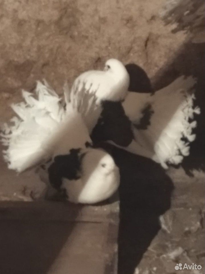 Голуби разных мастей