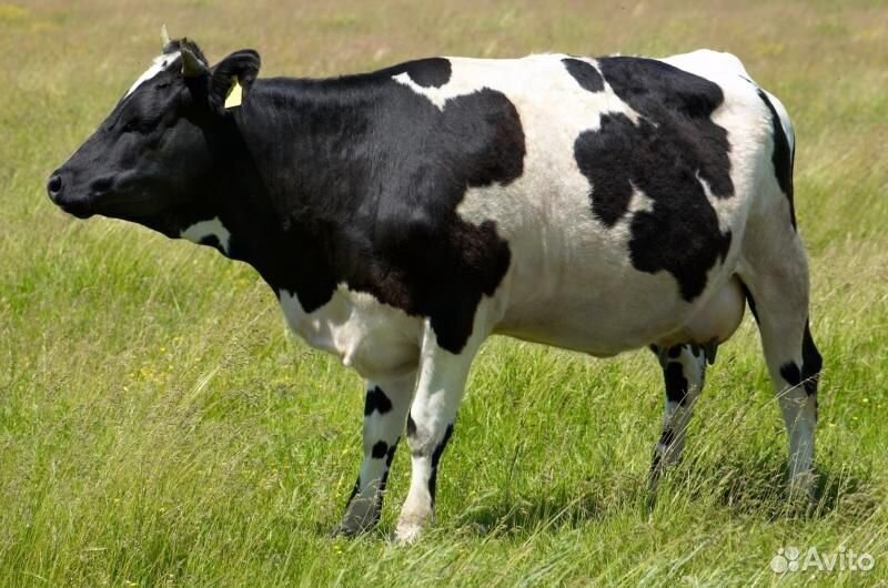 Полуторагодовалая черно-белая телка
