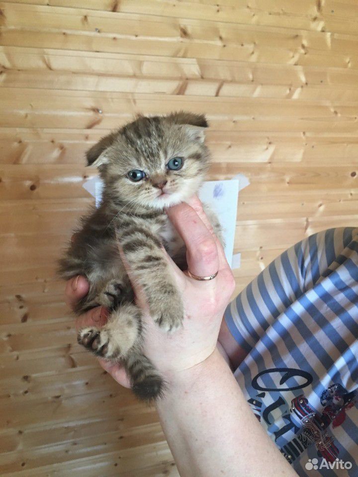 Британцы
