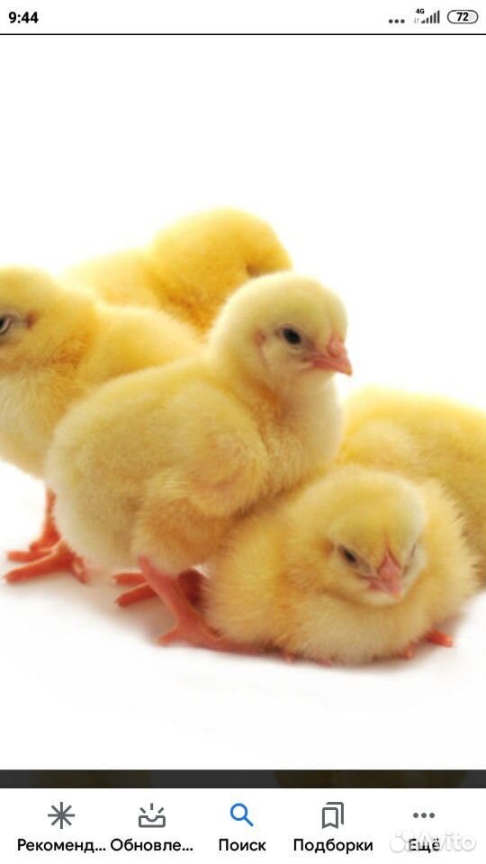 Цыпленок бройлер кооб 500 чехия