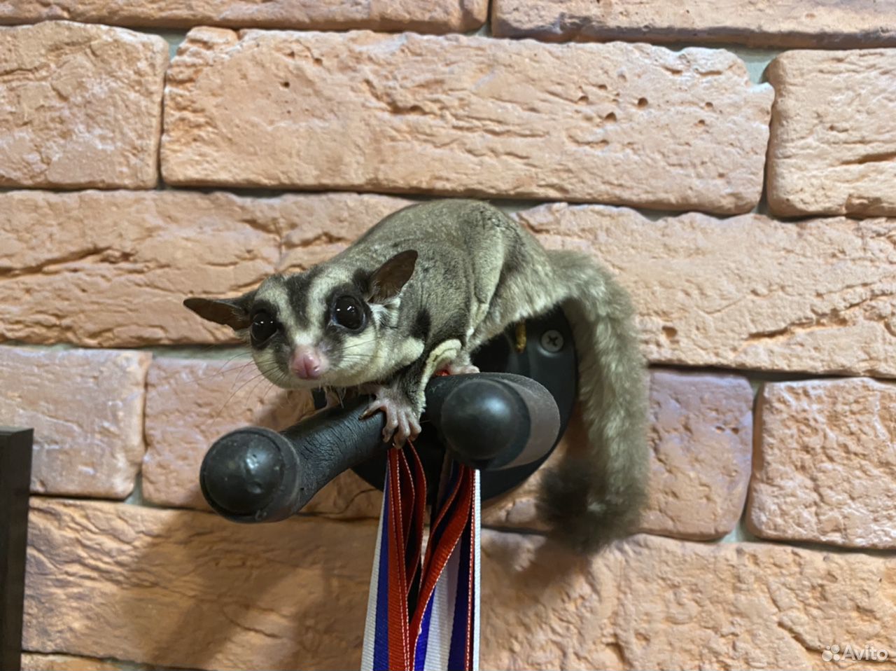 Сахарный поссум/белка-летяга