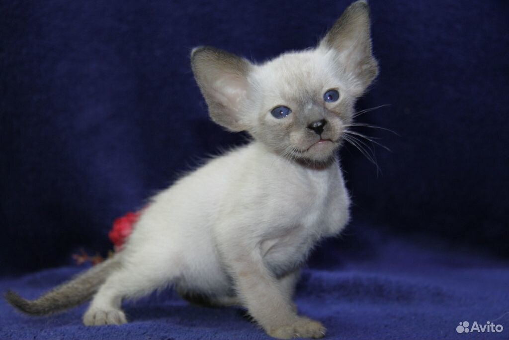 Сиамо-Ориентальный котик