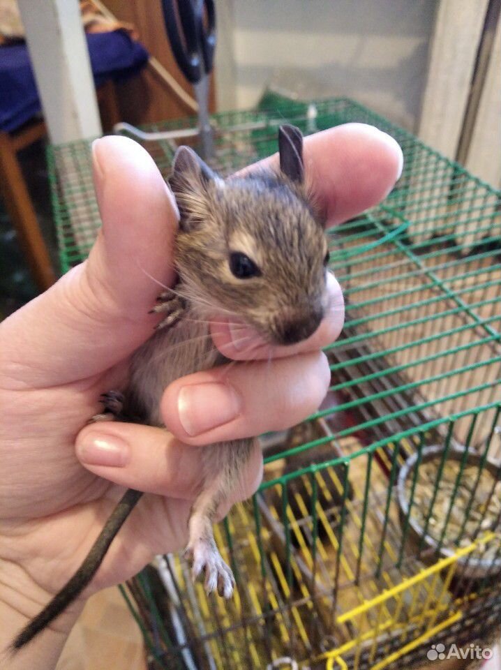 Дегу бельчата