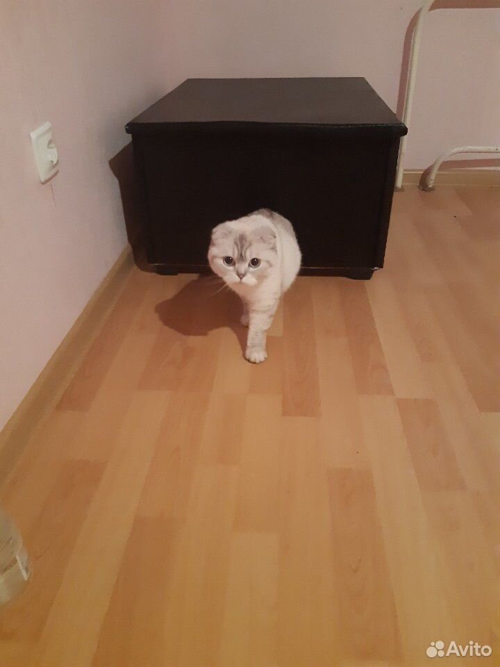 Шотландская в добрые руки