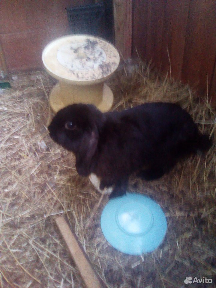 Чёрный весло ухий заяц (кролик)