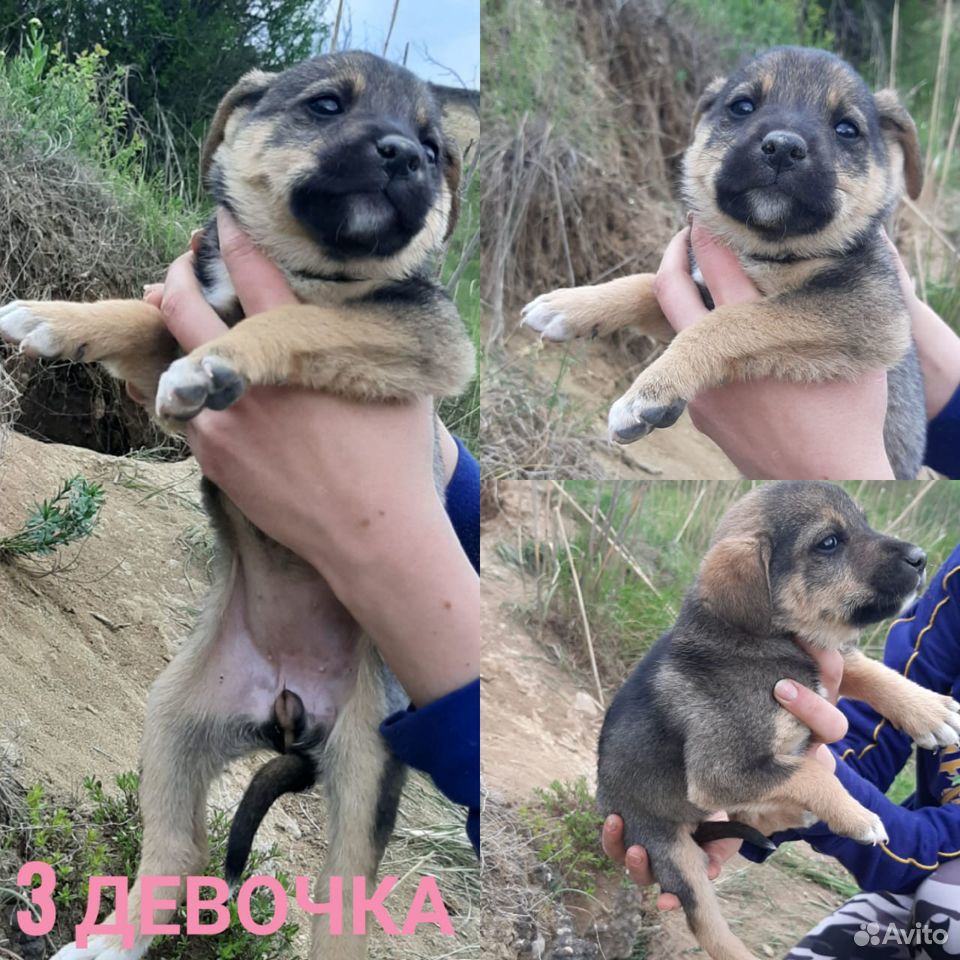 Девочки и мальчики. Мама питбуль