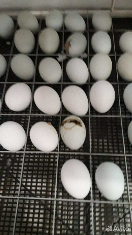 Инкубационное яйцо легбара