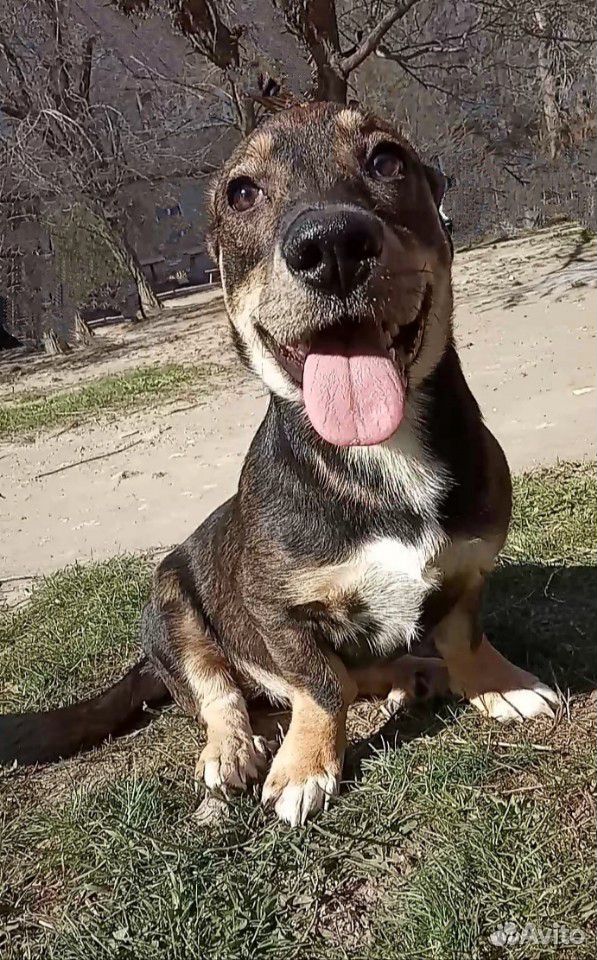 Метис в добрые руки