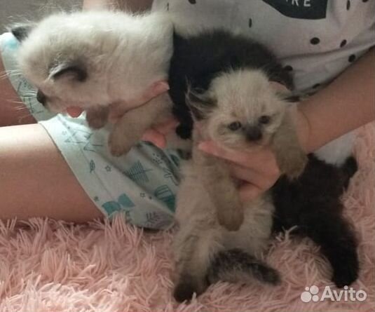 Котята персидские в добрые руки