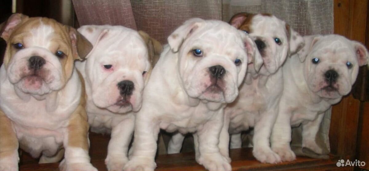 Чудо детки бульдожки