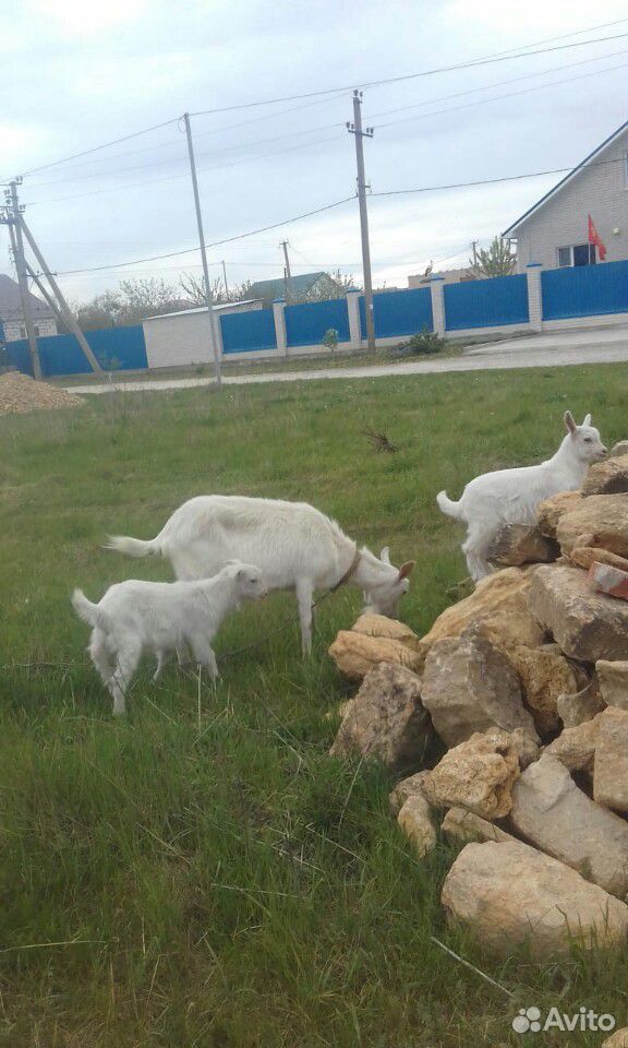 Козел и козлята 1,5 м