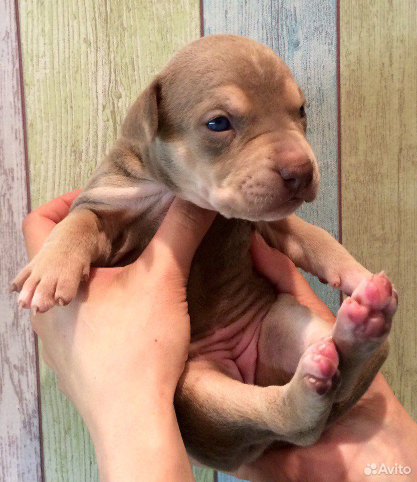 Щенки прайтера редкого окраса