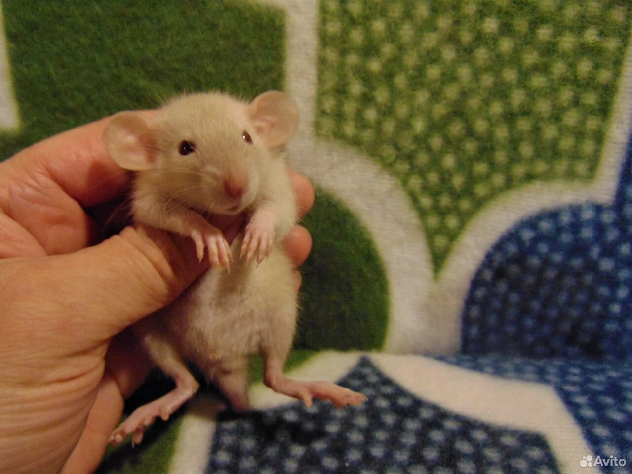 Крысята - дамбо, стандарт - девочки,бронирование