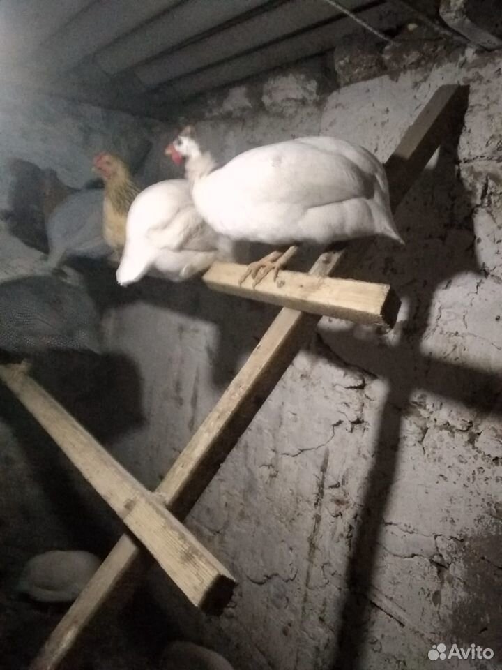 Утята, цесарята, птенцы карликовых кур