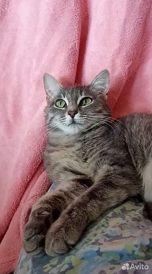 Подрощенный котенок в добрые руки