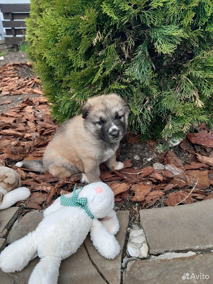 Щенок Маламута и овчарки