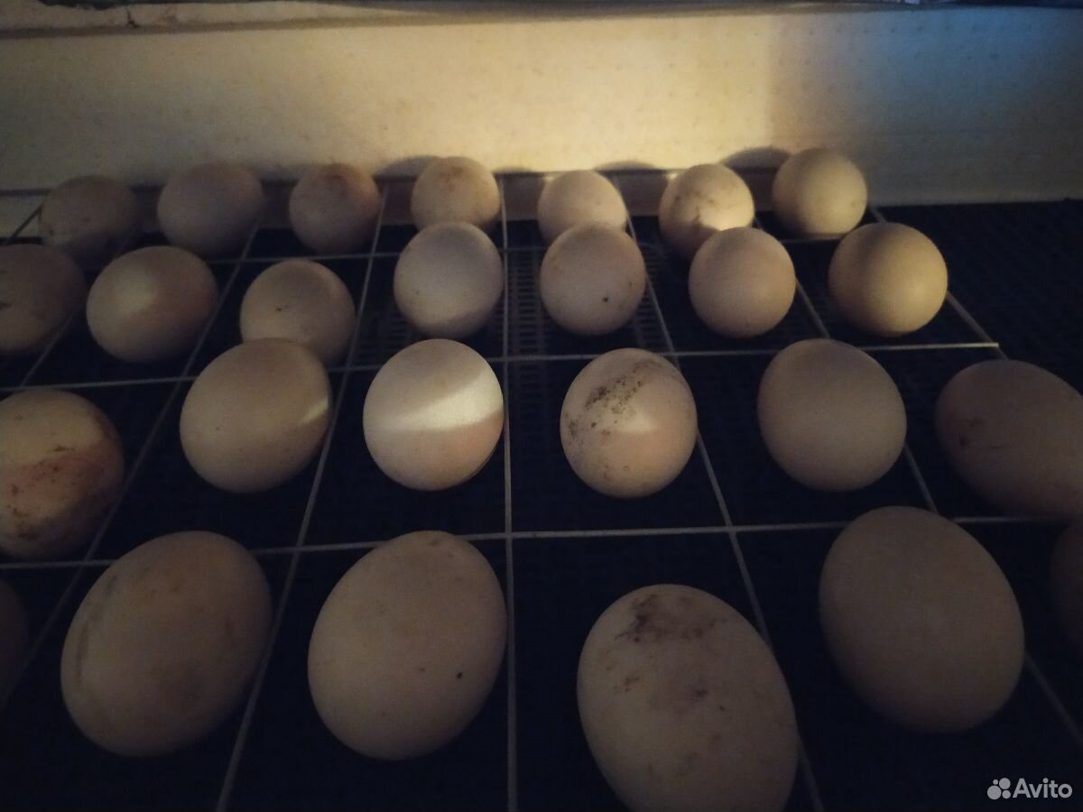 Инкубационное яйцо мускусной утки, цесарки