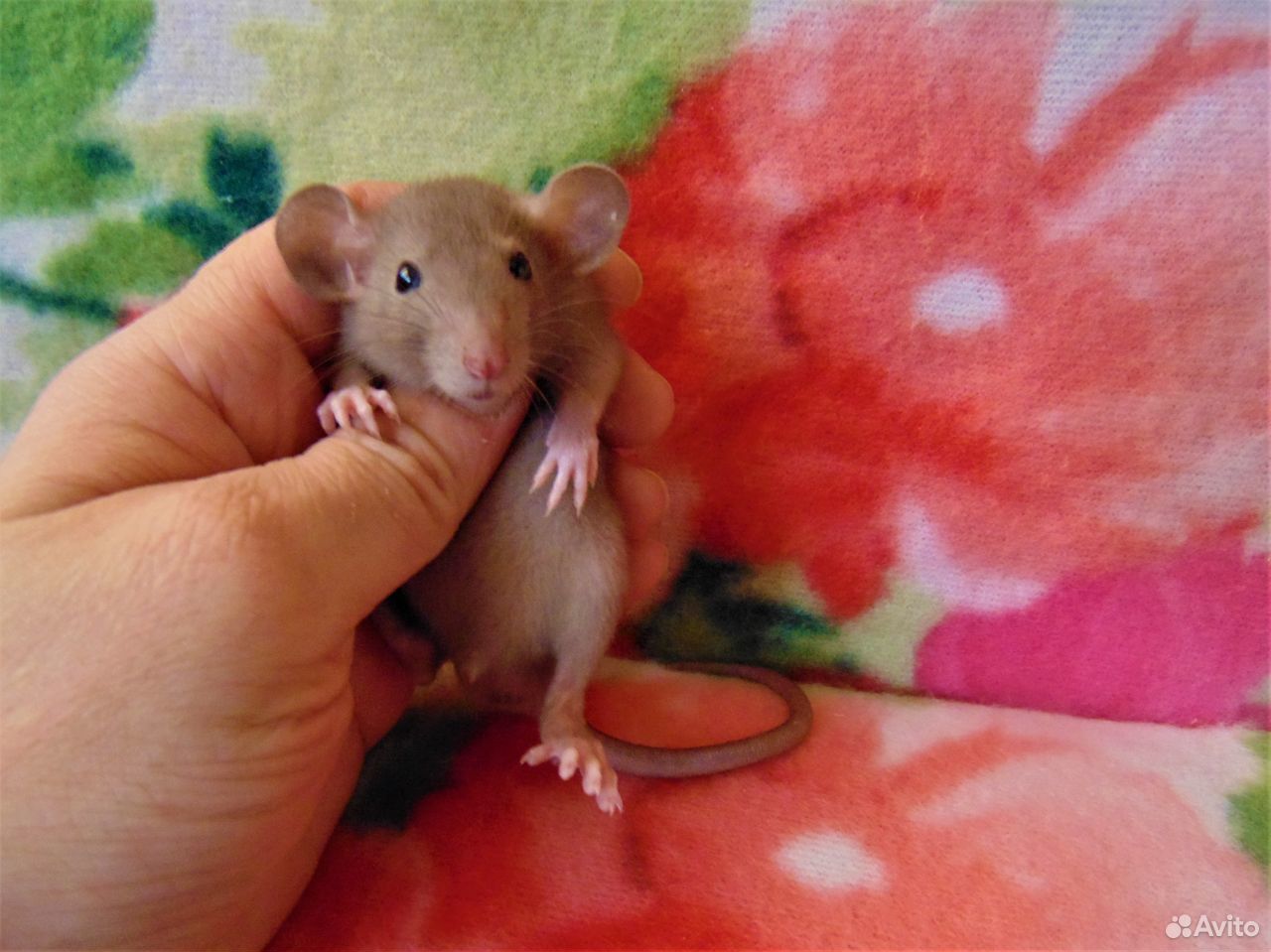 Крысы, крысята дамбо, стандарт - мальчики, клетки