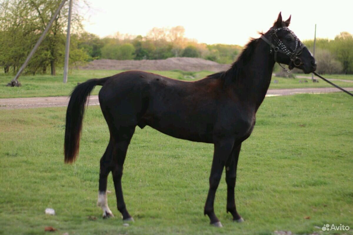 Ахалтекинский жеребец