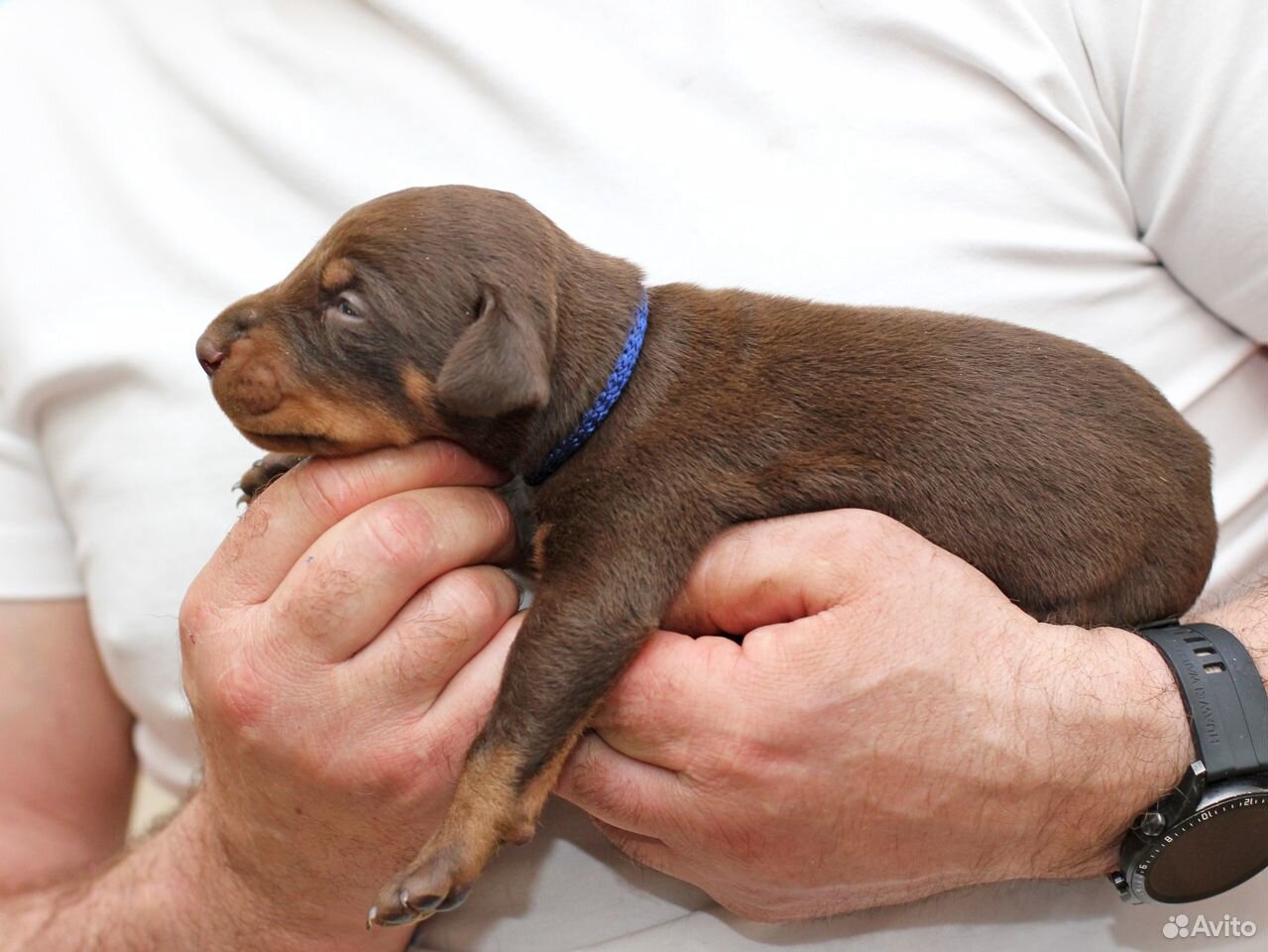 Коричневый доберман