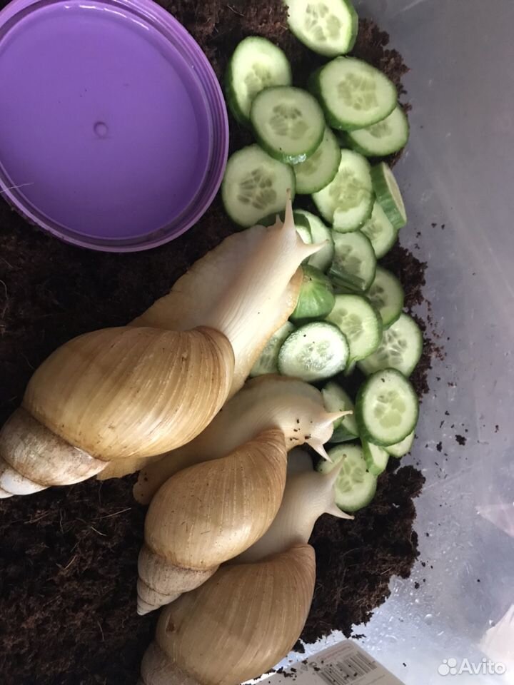 Взрослые улитки Ахатины