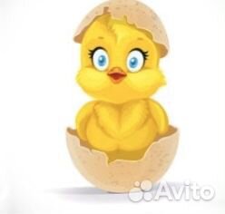 Цыплёнок бройлер оптом и в розницу