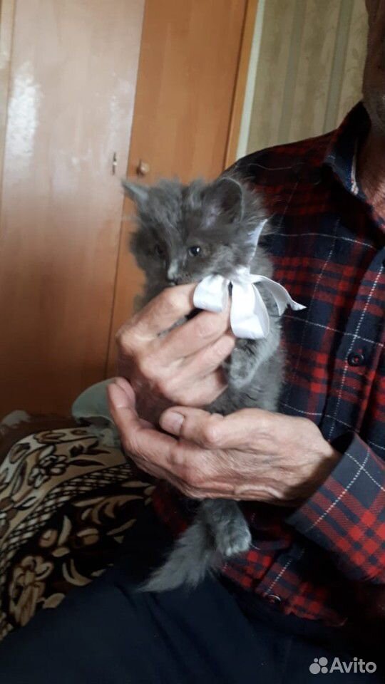 Отдам котёнка в добрые руки