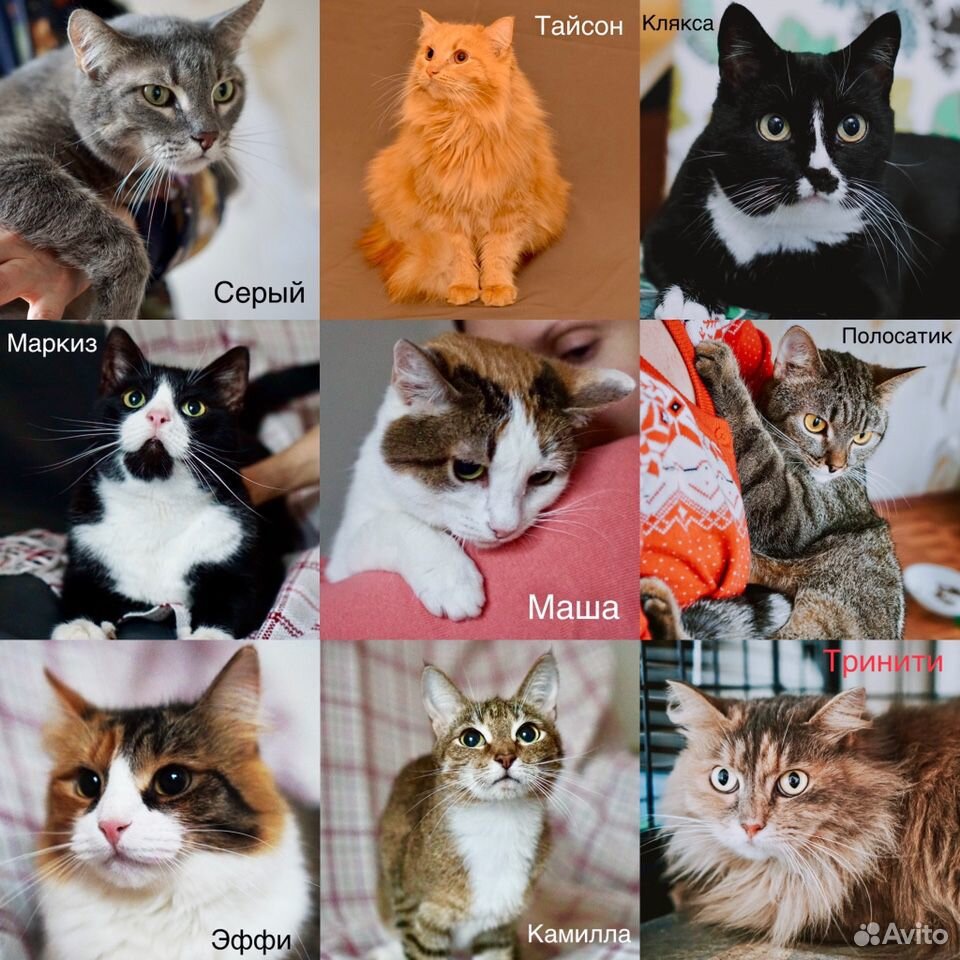 Кошечки мечтают о собственном доме