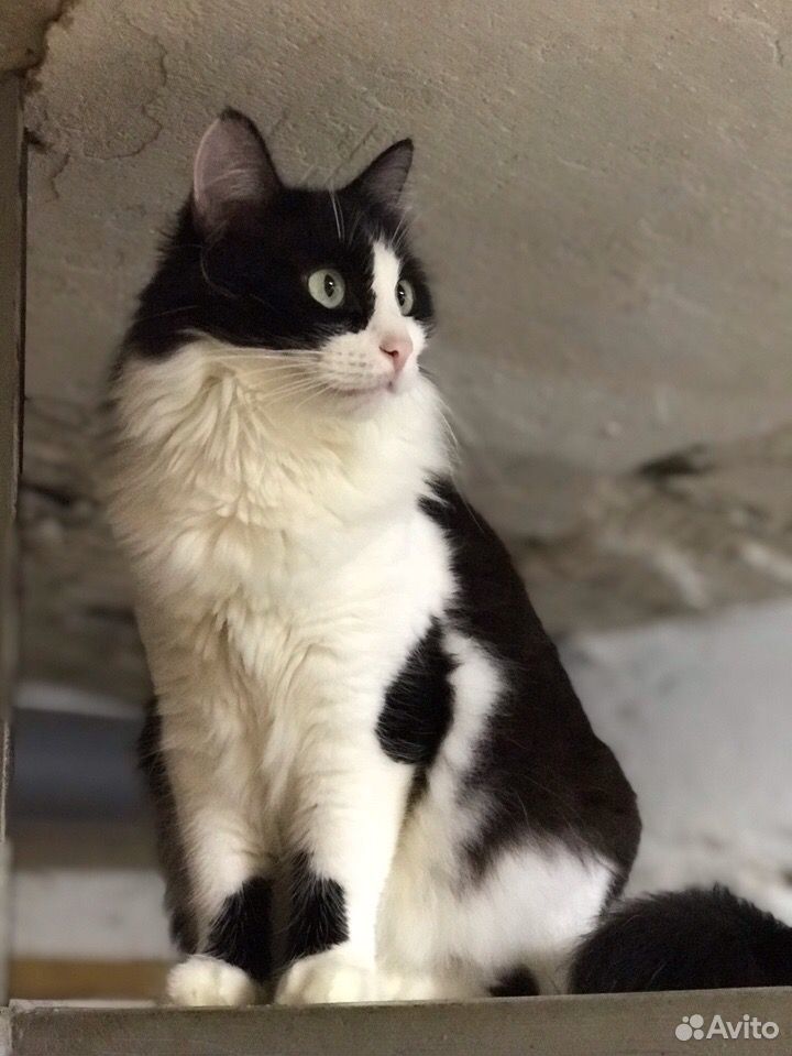 Веста в добрые руки