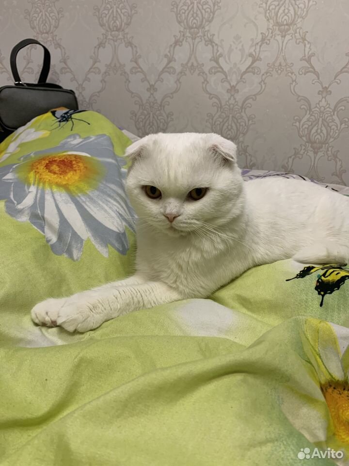 Кот на вязку
