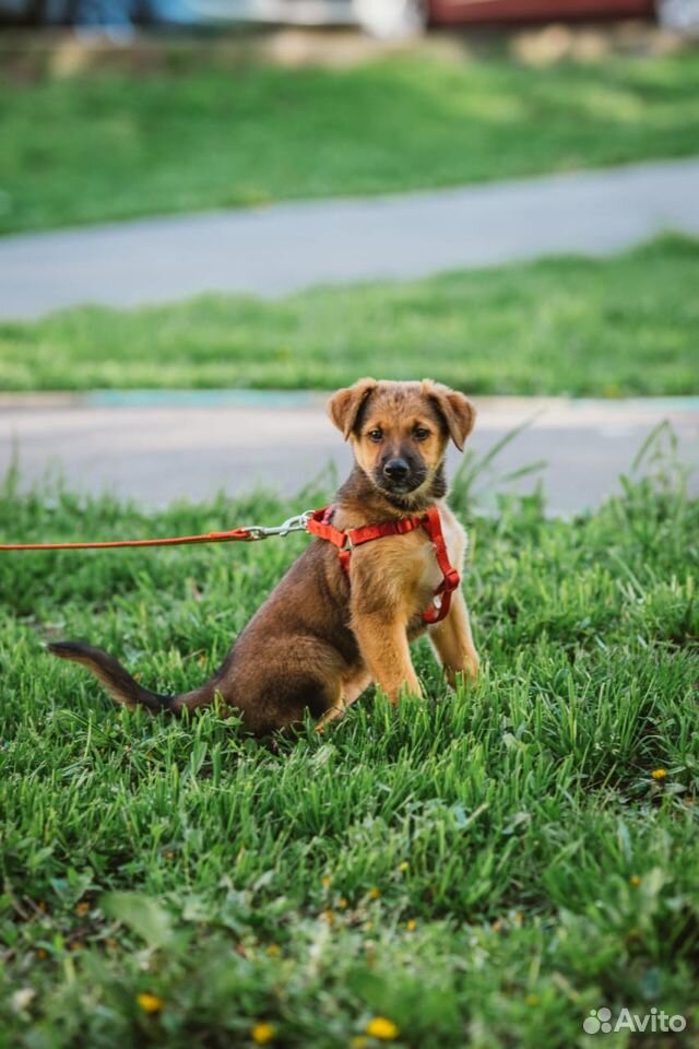 Веселый щенок вырастет ниже колена
