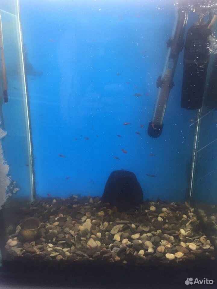 Продам малька меченосцев и валлиснерии