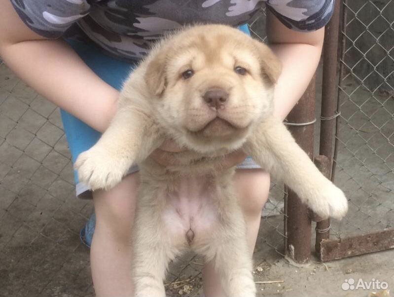 Щенки шарпея