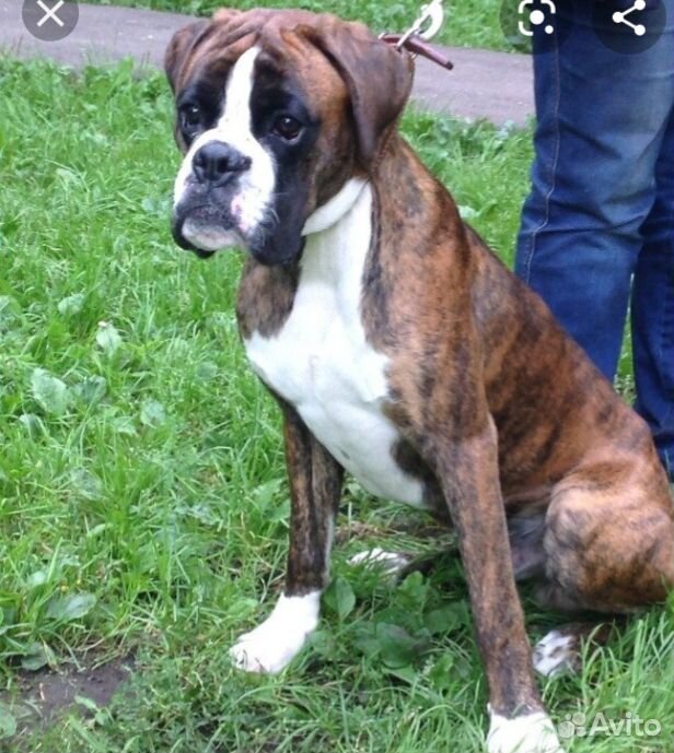 Щенок баксера