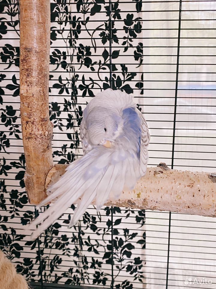 Волнистый попугай, самка