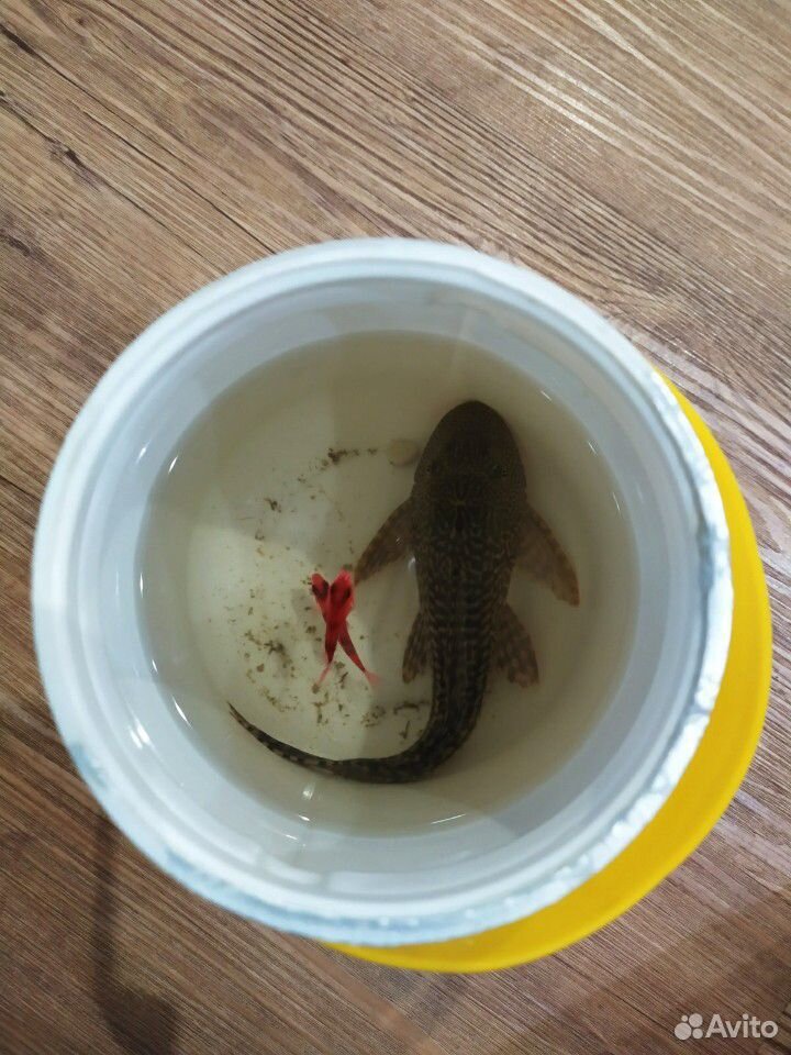 Плекостомус и барбусы